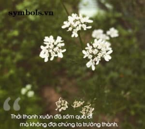 Cap Hay: Bộ 871+ Cáp Hay Nhất Tặng Bạn [Đủ Loại]